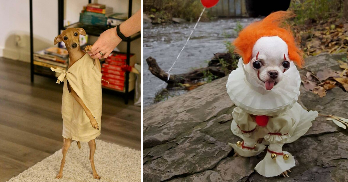 50 Pets who showed up to Halloween winning