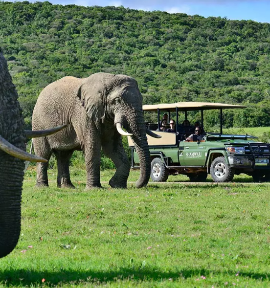 Baby Elephant Melts Hearts Waving Hello At Tourists