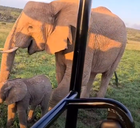 Baby Elephant Melts Hearts Waving Hello At Tourists