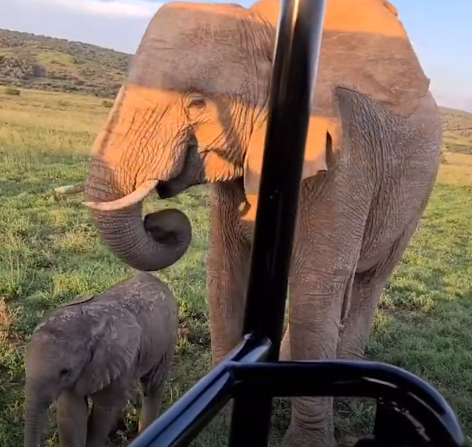 Baby Elephant Melts Hearts Waving Hello At Tourists