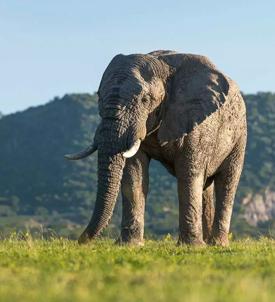 Baby Elephant Melts Hearts Waving Hello At Tourists