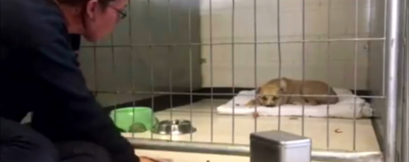 Depressed Pit Bull stays in the same spot for days, until young boy ...