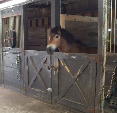 Owner’s Capture Funny Footage Of “Naughty Pony” Escaping