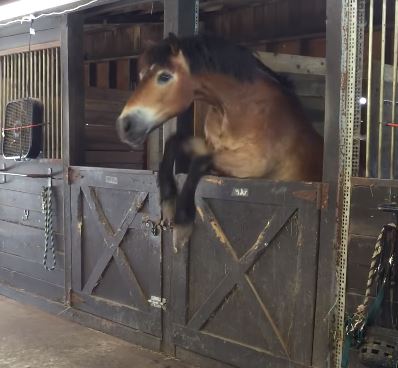 Owner’s Capture Funny Footage Of “Naughty Pony” Escaping