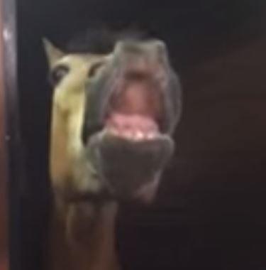 Owner’s Capture Funny Footage Of “Naughty Pony” Escaping