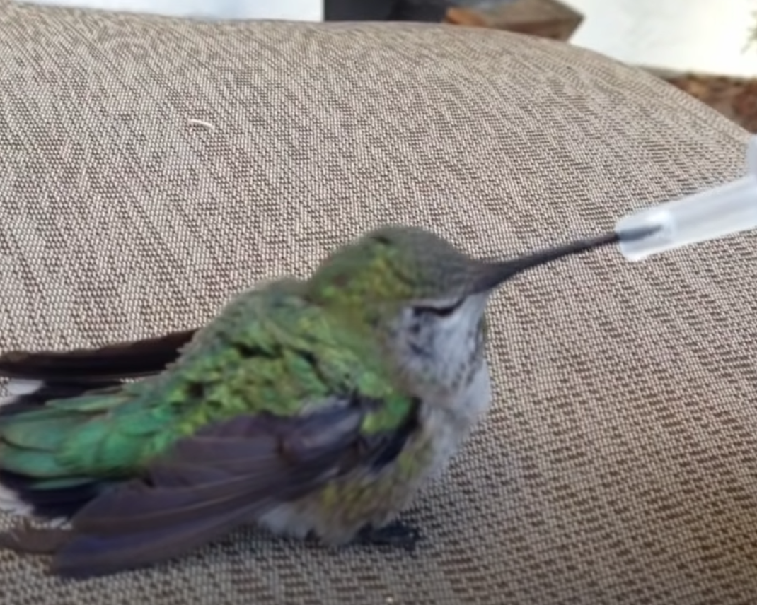 Man’s Rescue Of Hummingbird Earns Him “Thank You” He’ll Never Forget