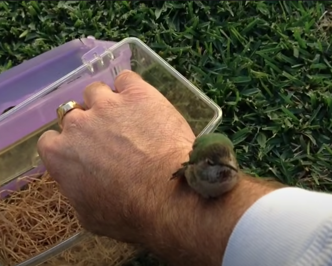 Man’s Rescue Of Hummingbird Earns Him “Thank You” He’ll Never Forget