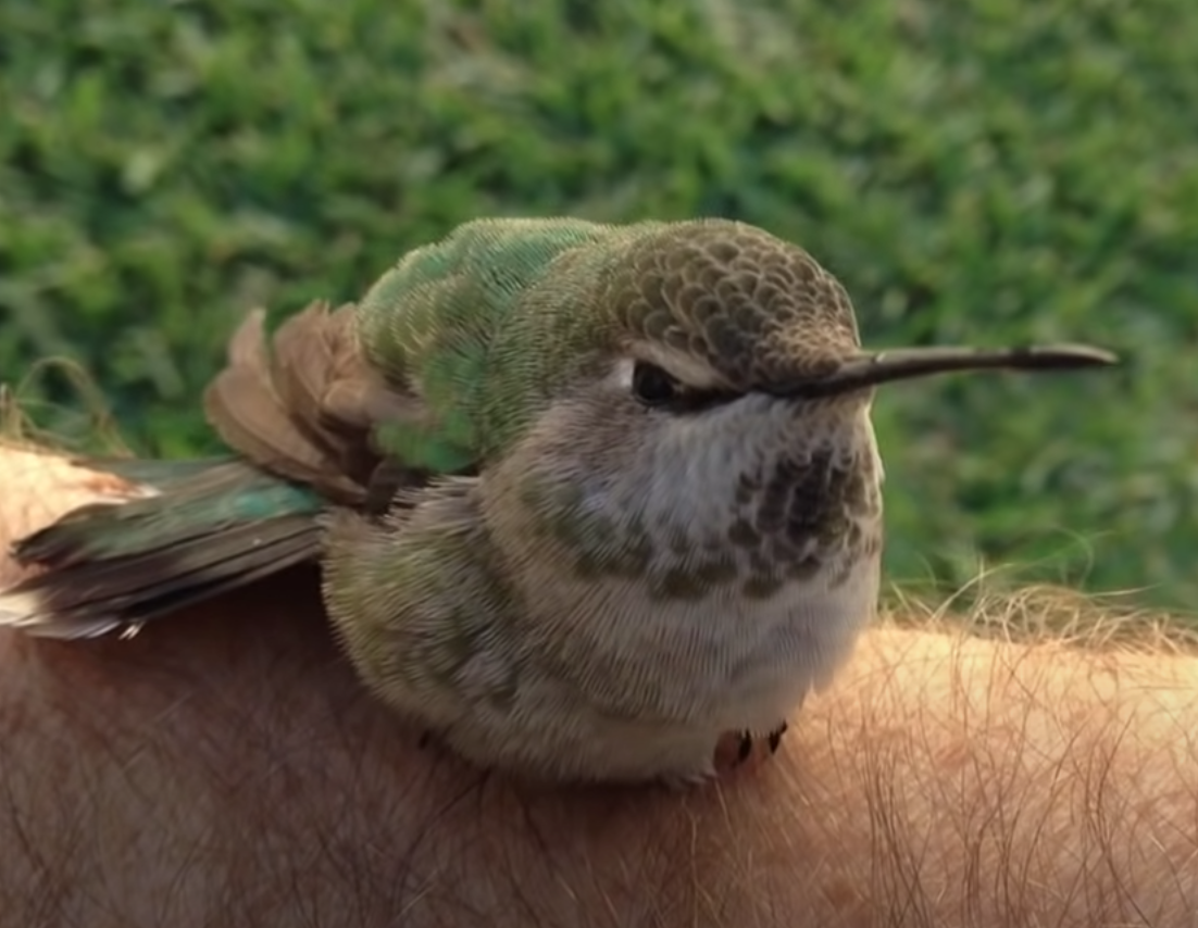 Man’s Rescue Of Hummingbird Earns Him “Thank You” He’ll Never Forget