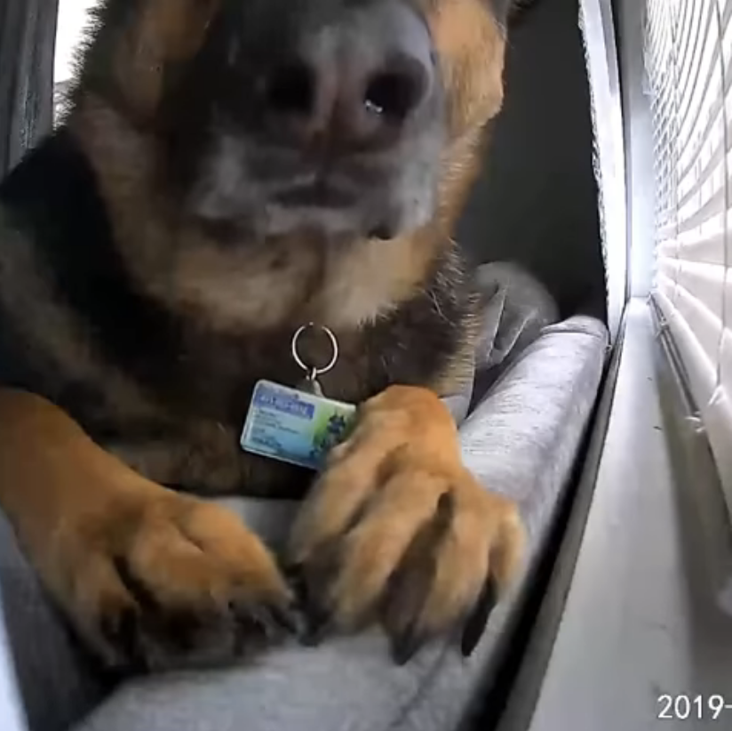 Security camera picks up German Shepherd ‘guard dog’ in action and the ...