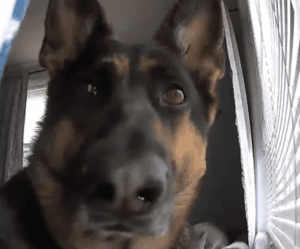 Security camera picks up German Shepherd ‘guard dog’ in action and the ...