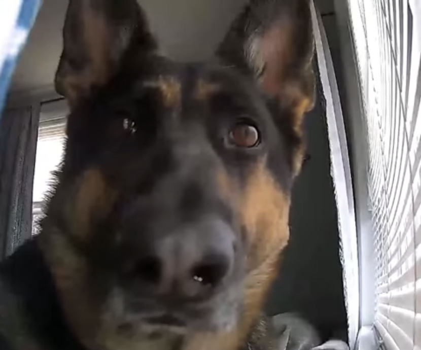 Security camera picks up German Shepherd ‘guard dog’ in action and the ...