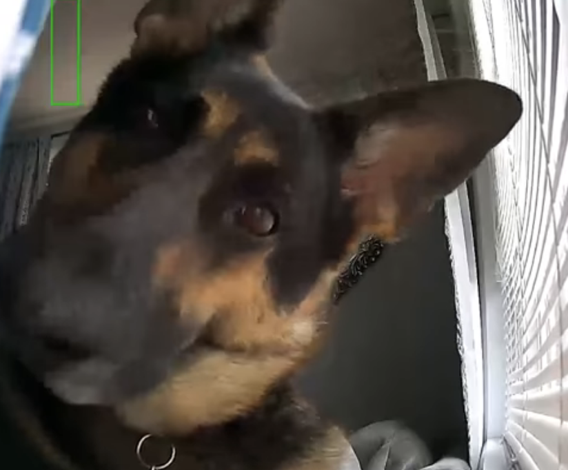 Security camera picks up German Shepherd ‘guard dog’ in action and the ...