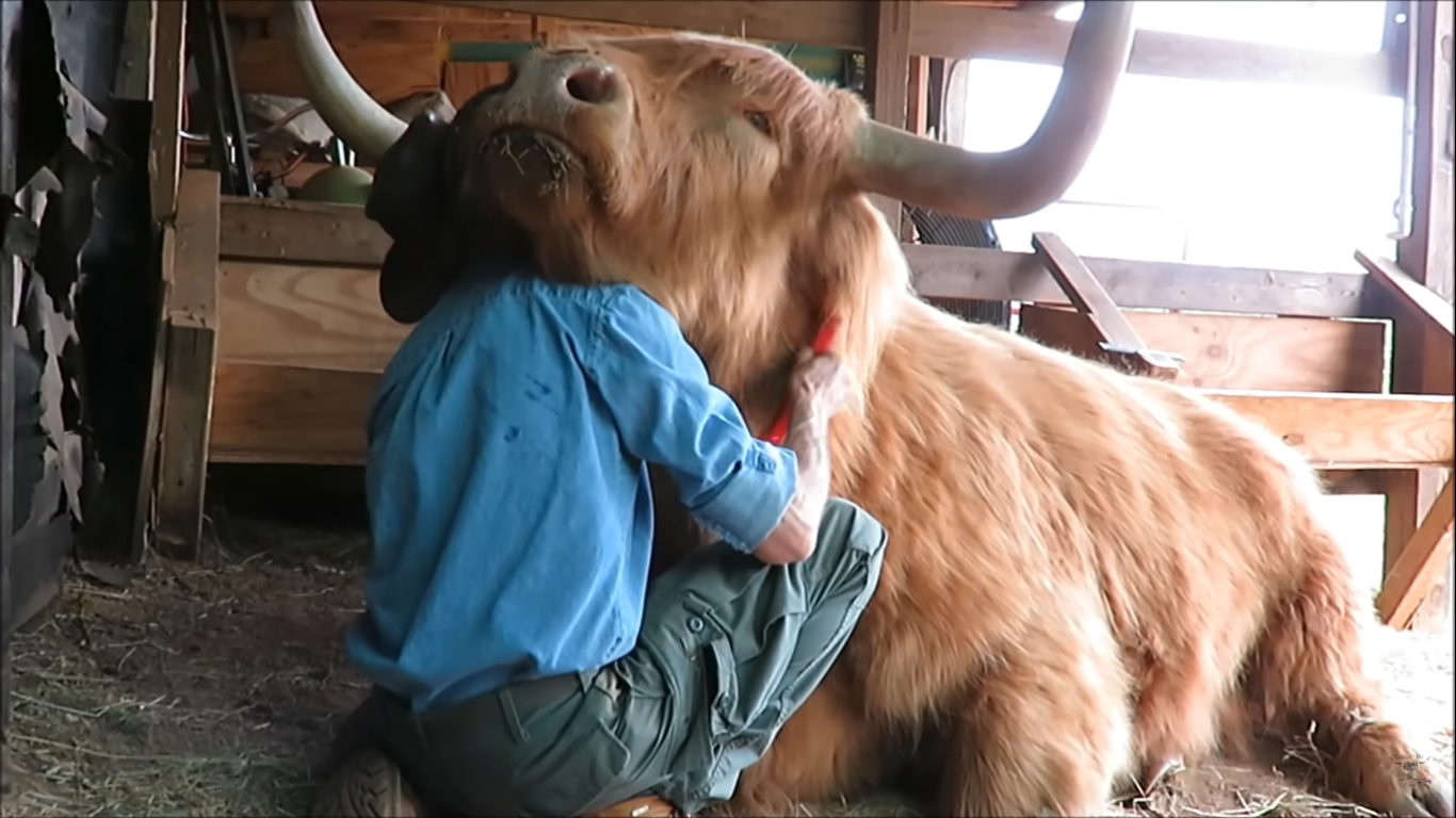 Sweet Highland Cow gives his owner the biggest hug in heartwarming video