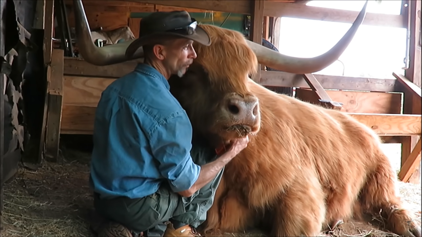 Sweet Highland Cow gives his owner the biggest hug in heartwarming video