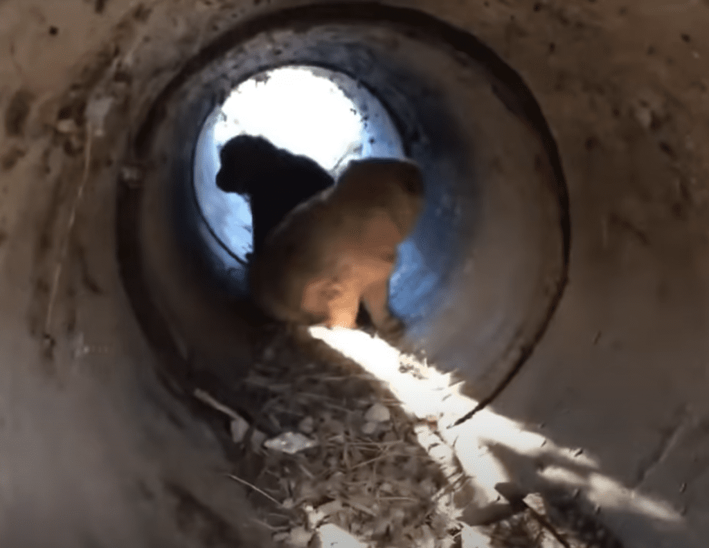 Terrified puppies scream for help when they realize they’re trapped in pipe