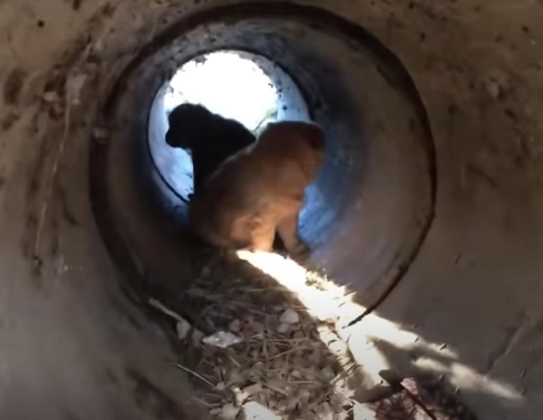 Terrified puppies scream for help when they realize they’re trapped in pipe