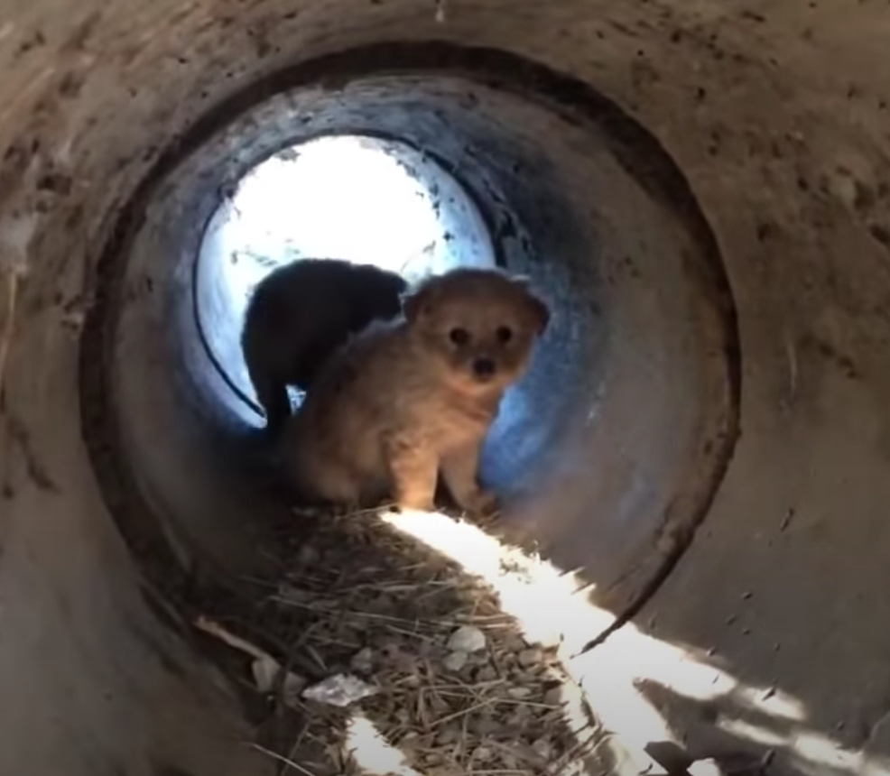 Terrified puppies scream for help when they realize they’re trapped in pipe