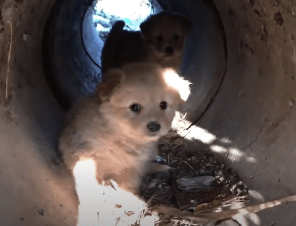 Terrified puppies scream for help when they realize they’re trapped in pipe