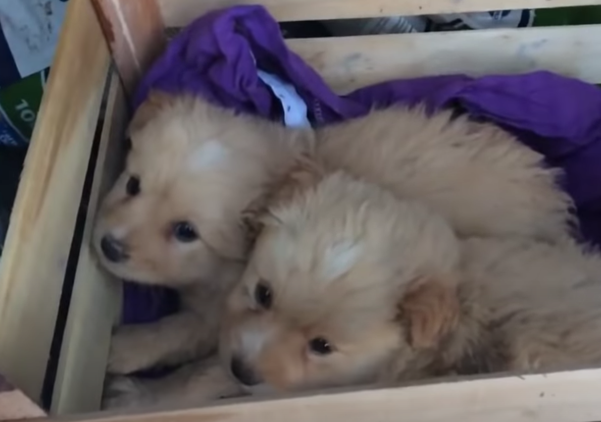 Terrified puppies scream for help when they realize they’re trapped in pipe