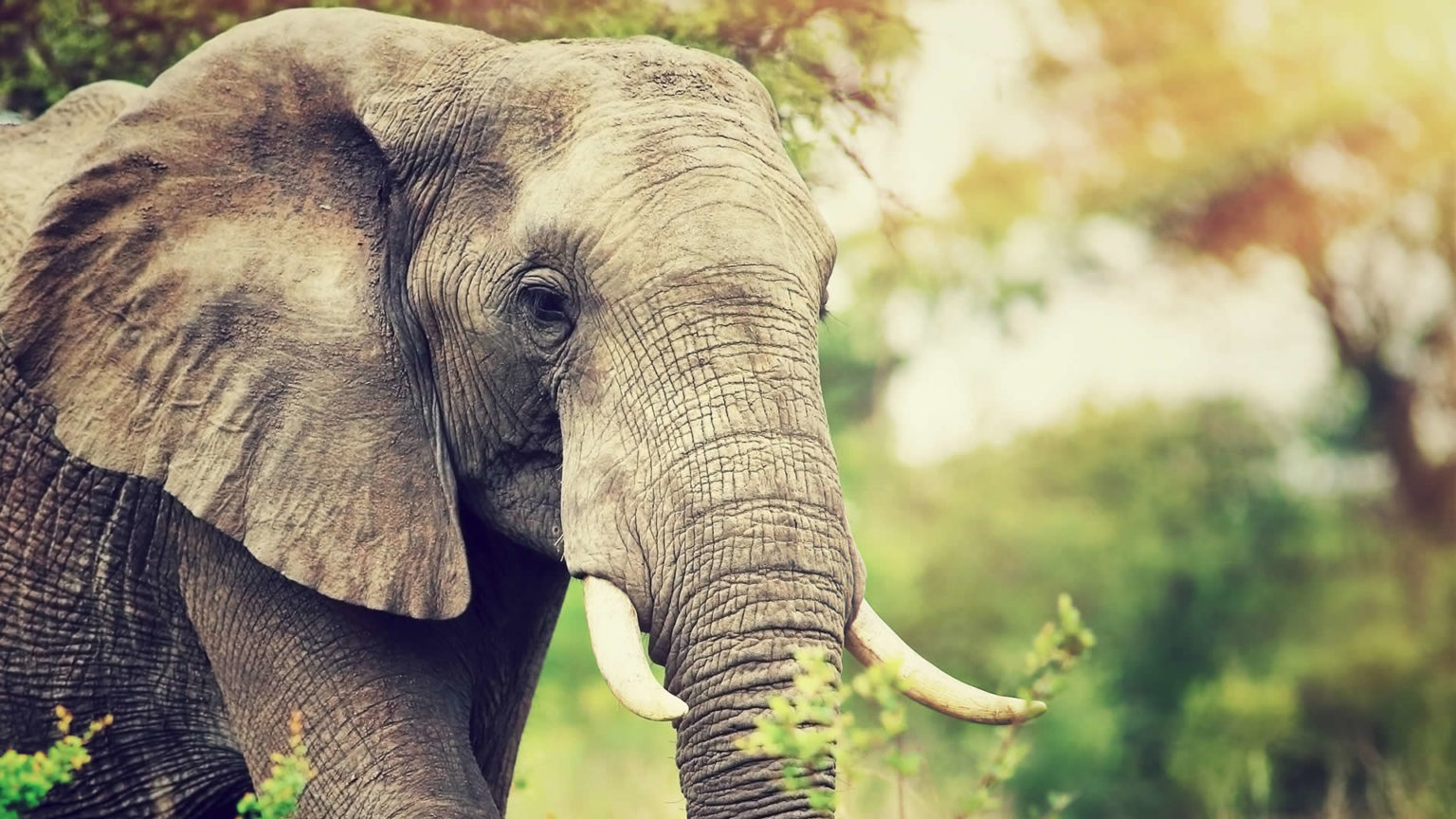 20 life-saving techniques to survive an animal attack