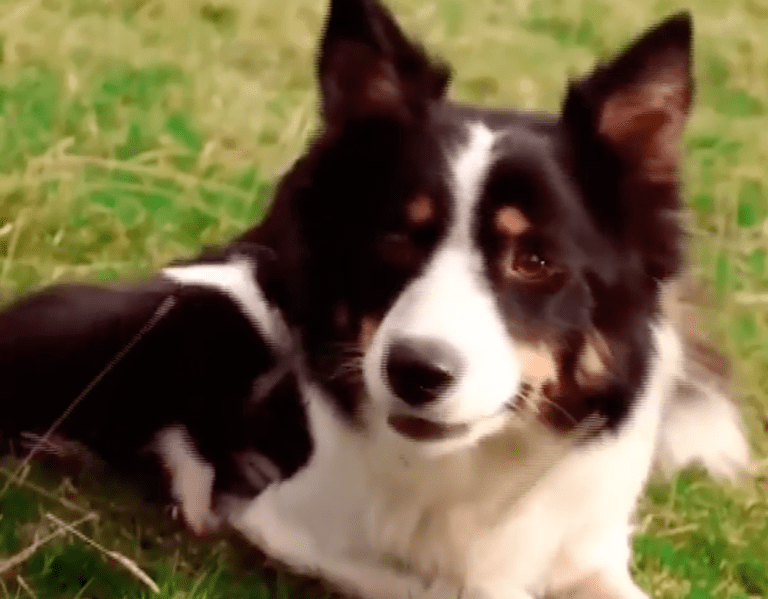 Border collie puppies show off their skills when they meet sheep for ...