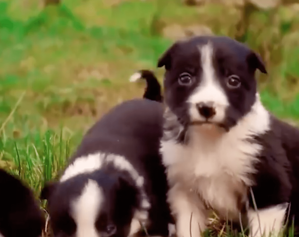 Border collie puppies show off their skills when they meet sheep for ...