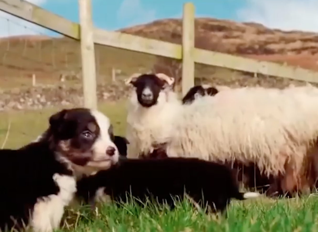 Border collie puppies show off their skills when they meet sheep for ...