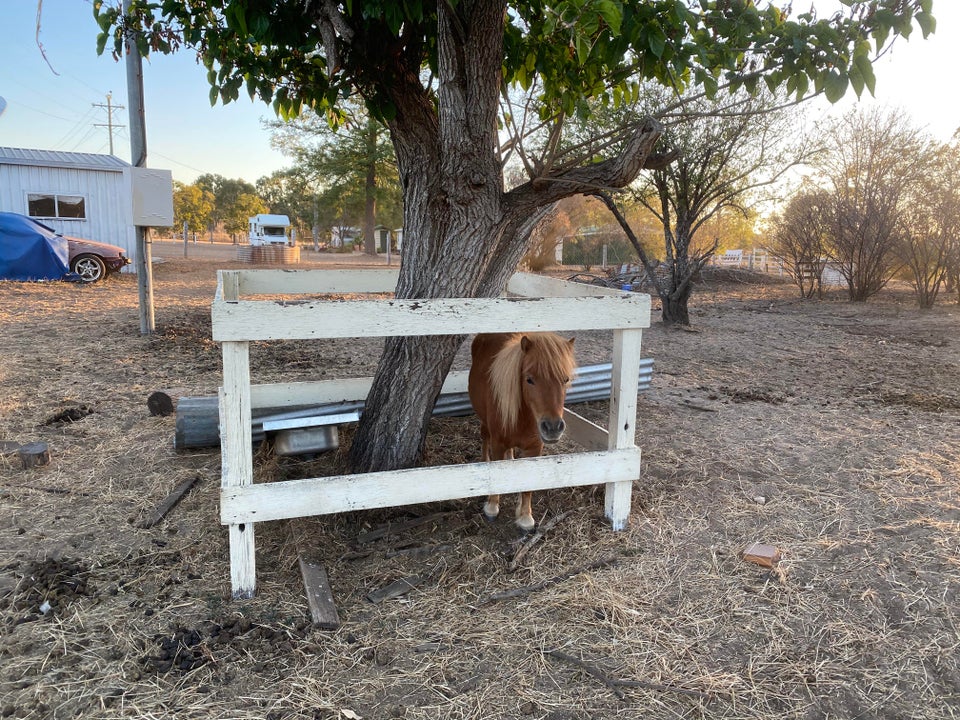 45 Pet “accidents” that make for a hilarious photo