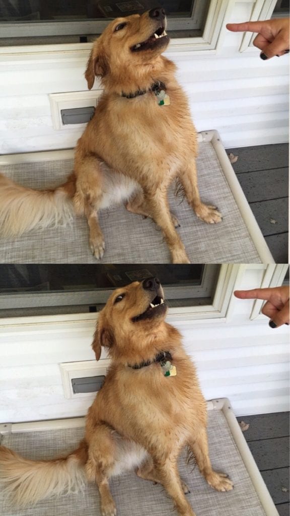 45 Pet “accidents” that make for a hilarious photo