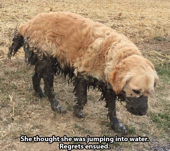 45 Pet “accidents” that make for a hilarious photo