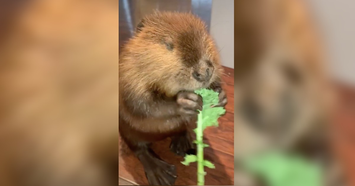 Rescued baby beaver builds dams with family’s things everday
