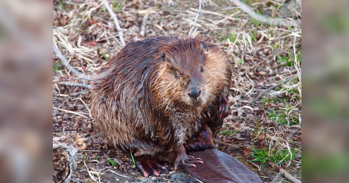 Rescued baby beaver builds dams with family’s things everday