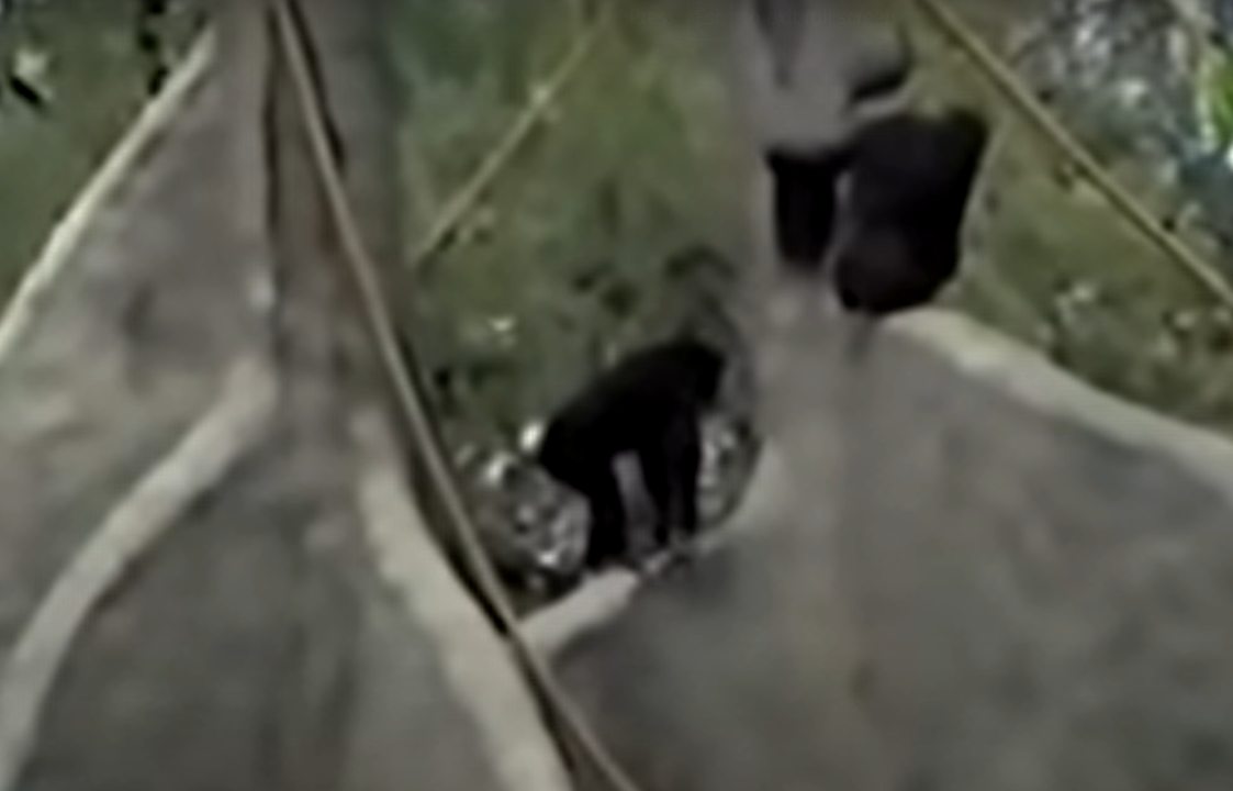 Zoo won’t save drowning chimp, so man jumps into enclosure to rescue him