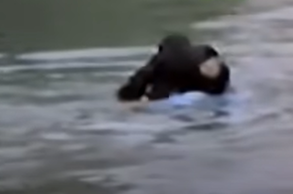 Zoo won’t save drowning chimp, so man jumps into enclosure to rescue him