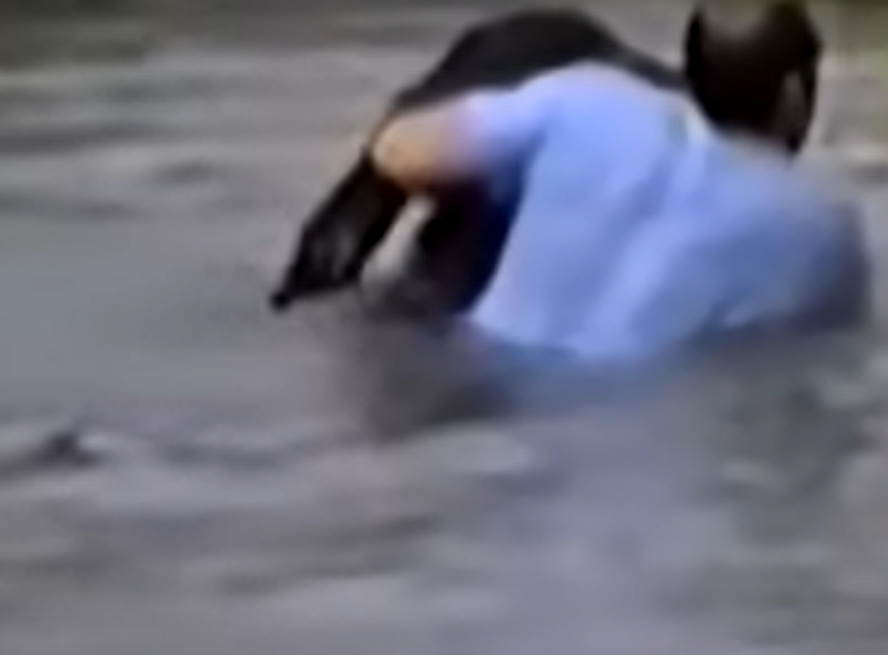 Zoo won’t save drowning chimp, so man jumps into enclosure to rescue him