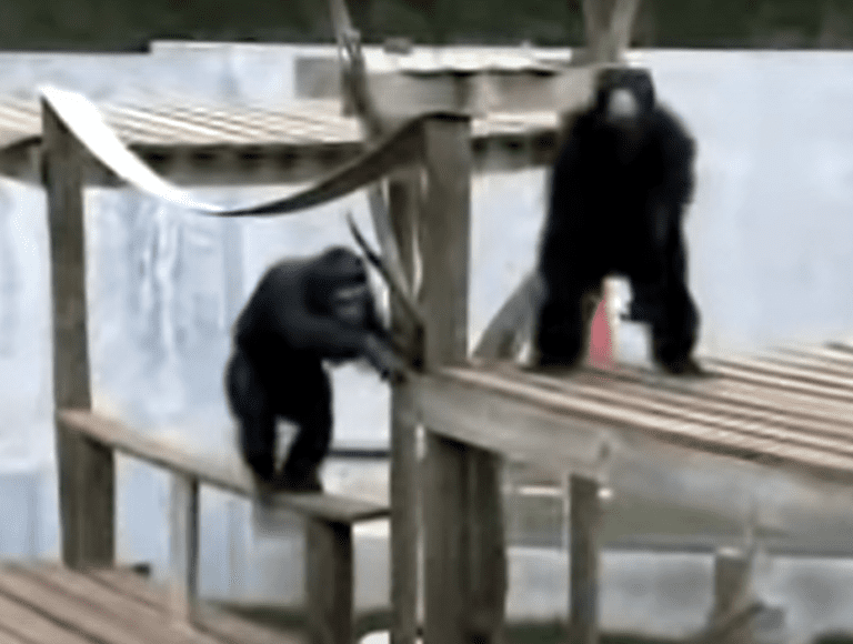 Zoo won’t save drowning chimp, so man jumps into enclosure to rescue him