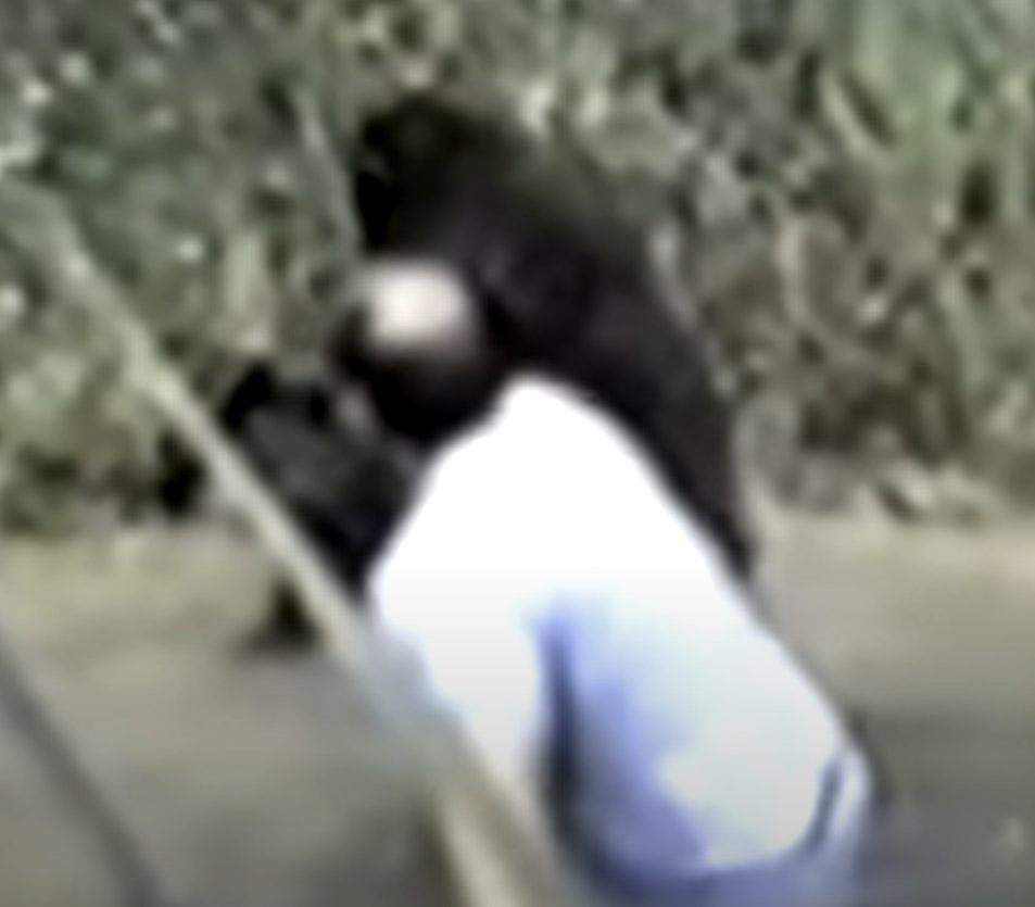 Zoo won’t save drowning chimp, so man jumps into enclosure to rescue him