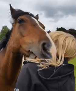 Horses Attempt Kisses And Hugs In Hilarious Fashion
