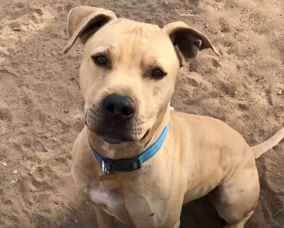 Scared stray dog refuses to be caught—until his best friend appears