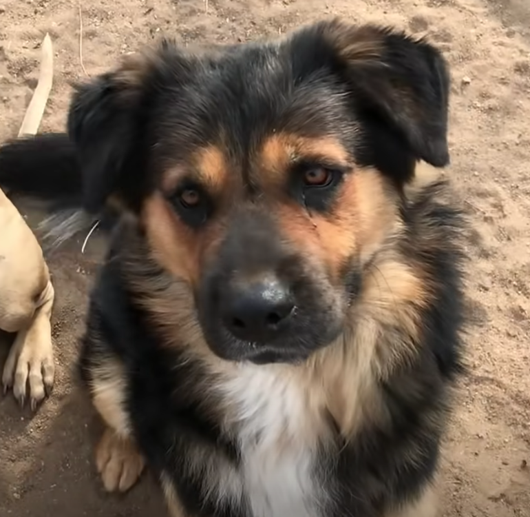 Scared stray dog refuses to be caught—until his best friend appears