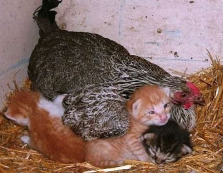 30 Mother hens who embraced their “odd” babies with a warm place to rest