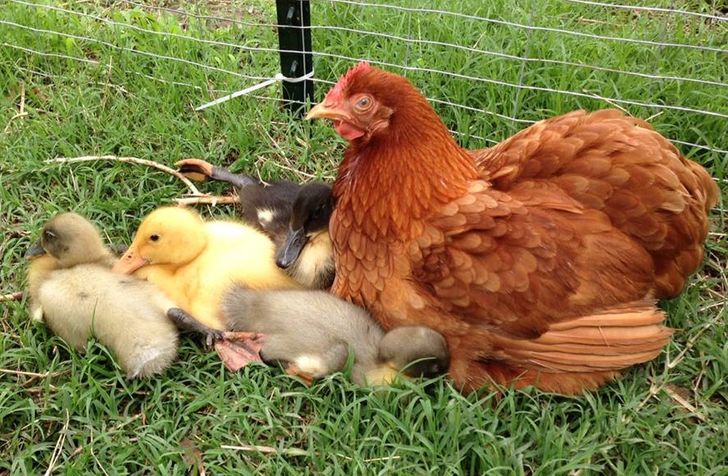 30 Mother hens who embraced their “odd” babies with a warm place to rest
