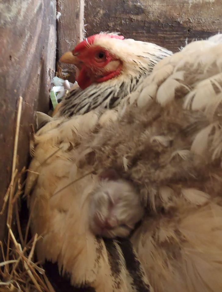 30 Mother hens who embraced their “odd” babies with a warm place to rest
