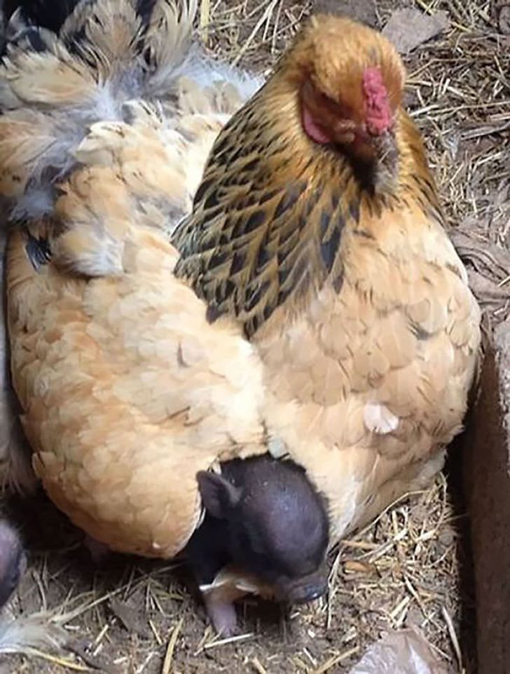 30 Mother hens who embraced their “odd” babies with a warm place to rest