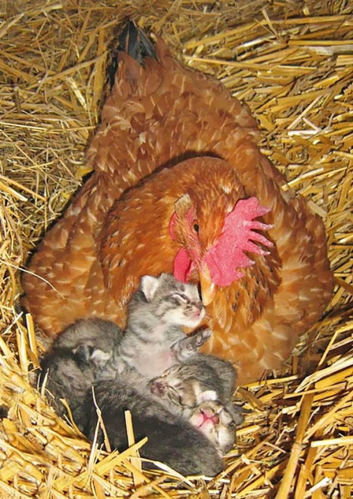 30 Mother hens who embraced their “odd” babies with a warm place to rest