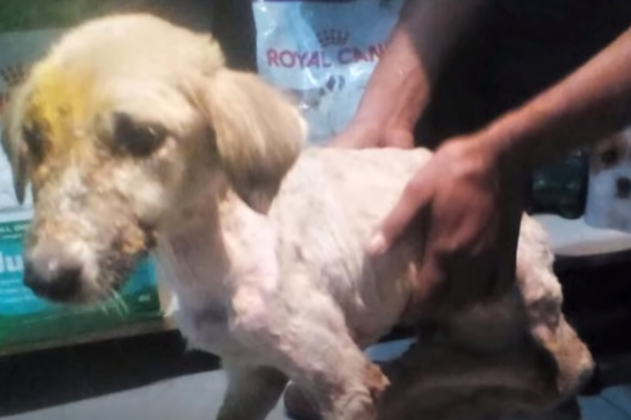 Sick puppy lies down in dirty, litter-filled puddle and waits for help