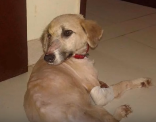 Sick puppy lies down in dirty, litter-filled puddle and waits for help