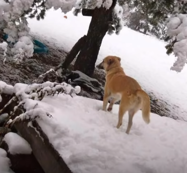 Sick puppy lies down in dirty, litter-filled puddle and waits for help