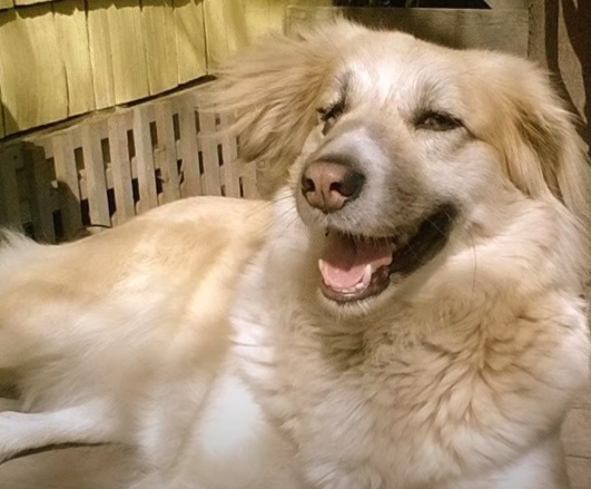 Sick puppy lies down in dirty, litter-filled puddle and waits for help