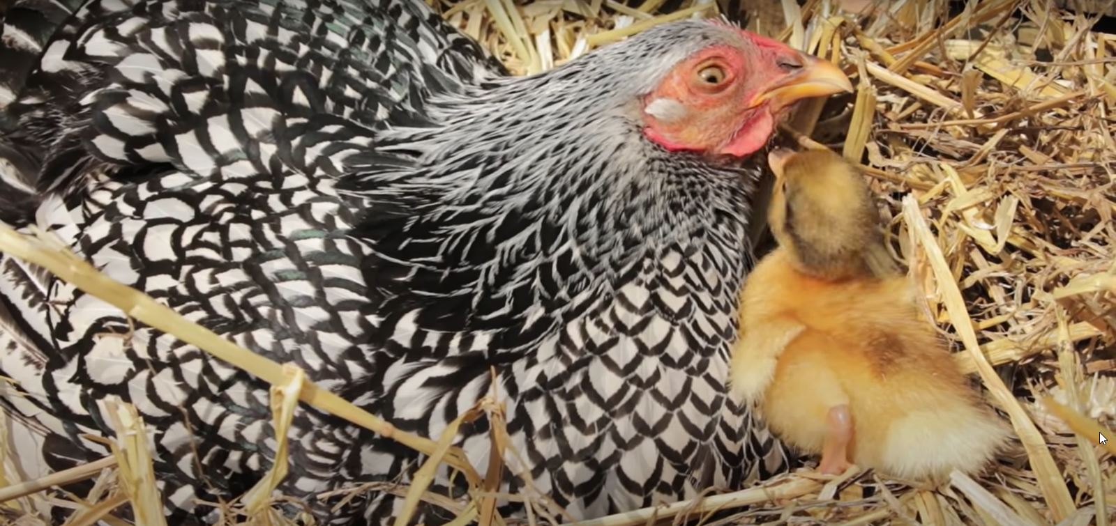 30 Mother hens who embraced their “odd” babies with a warm place to rest